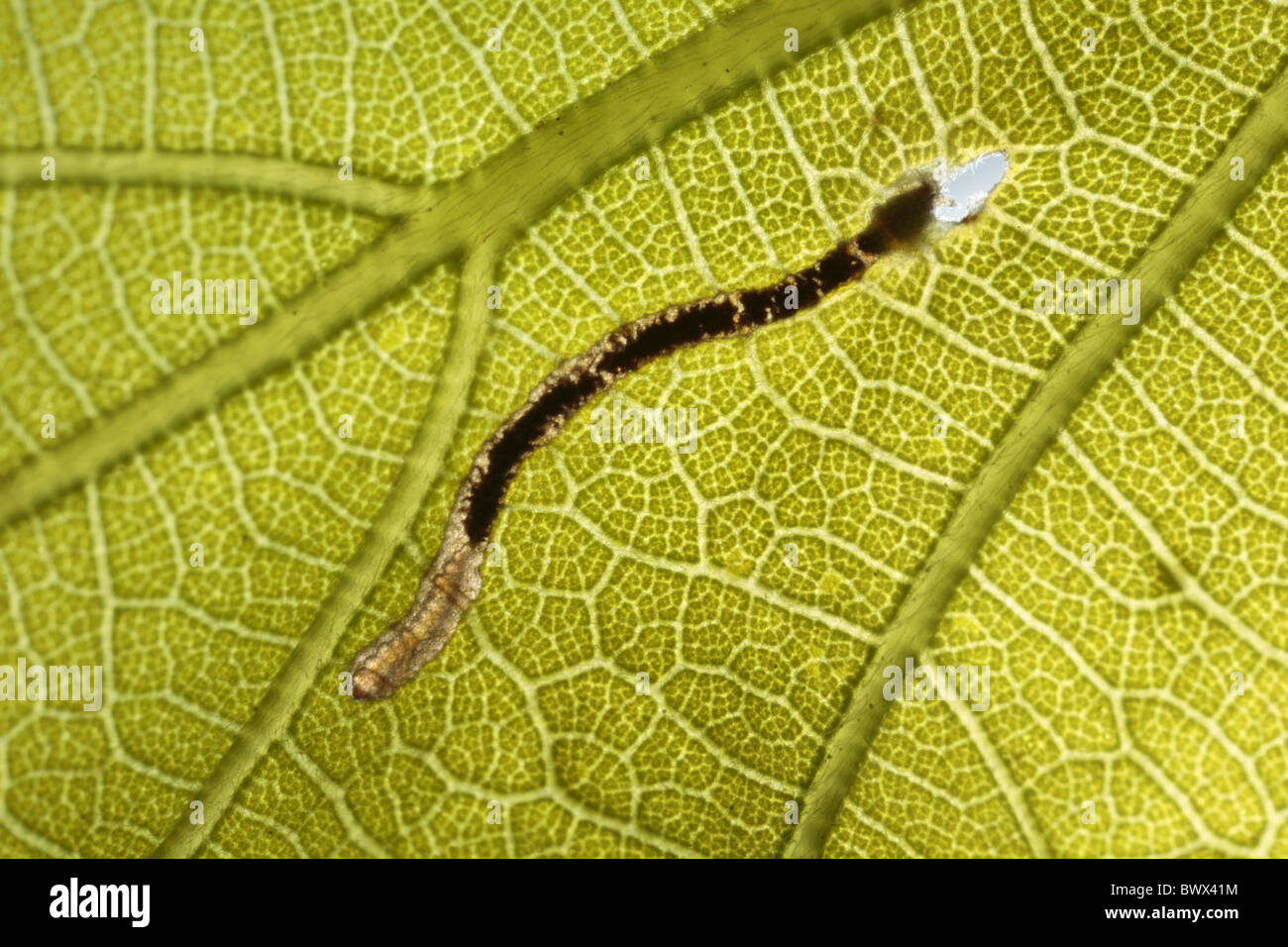 Stigmella leaf mining miner leaf-miner gallery feed feeding insect bug ...