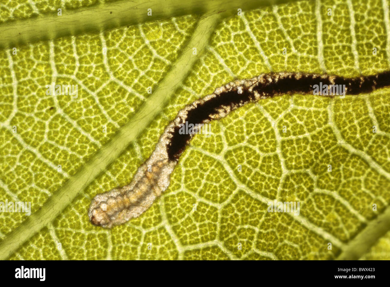 Stigmella leaf mining miner leaf-miner gallery feed feeding insect bug ...