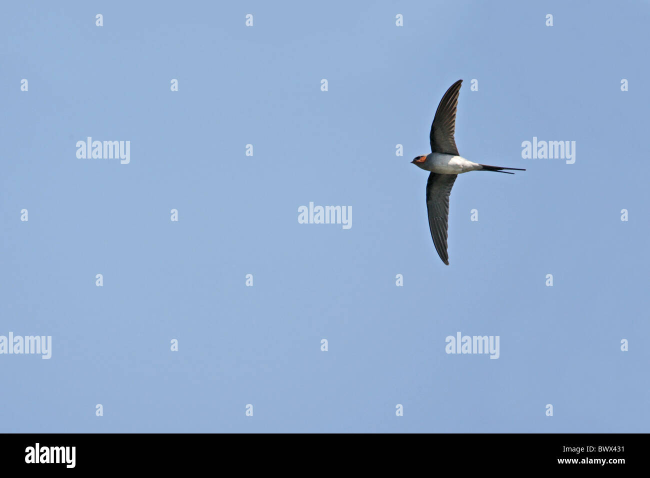 Crested Treeswift (Hemiprocne coronata) adult, in flight, Bondla Forest ...