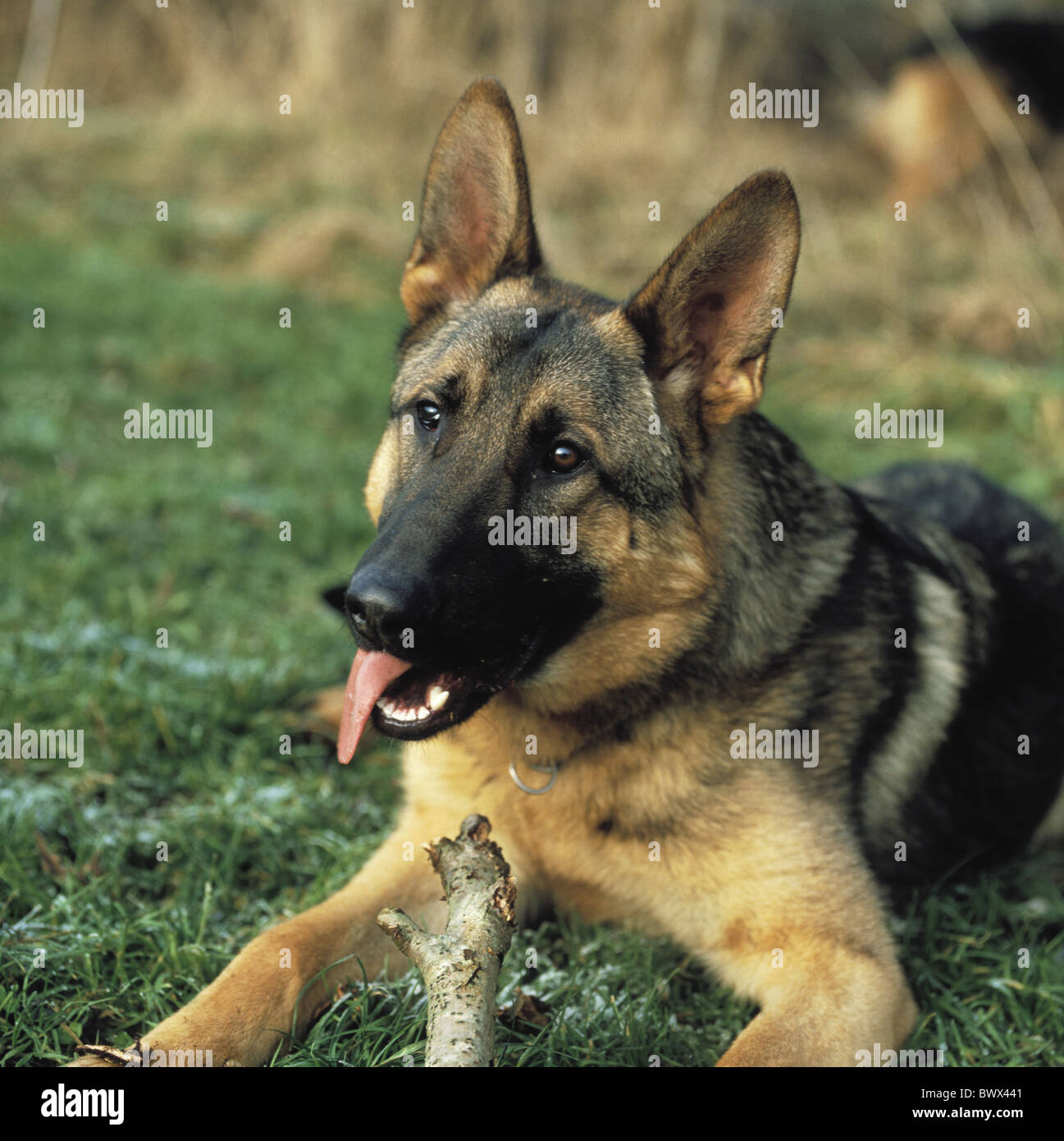 Recumbent dog hi-res stock photography and images - Alamy