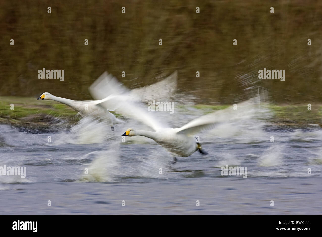 Animal bird swan birds feet hi-res stock photography and images - Alamy