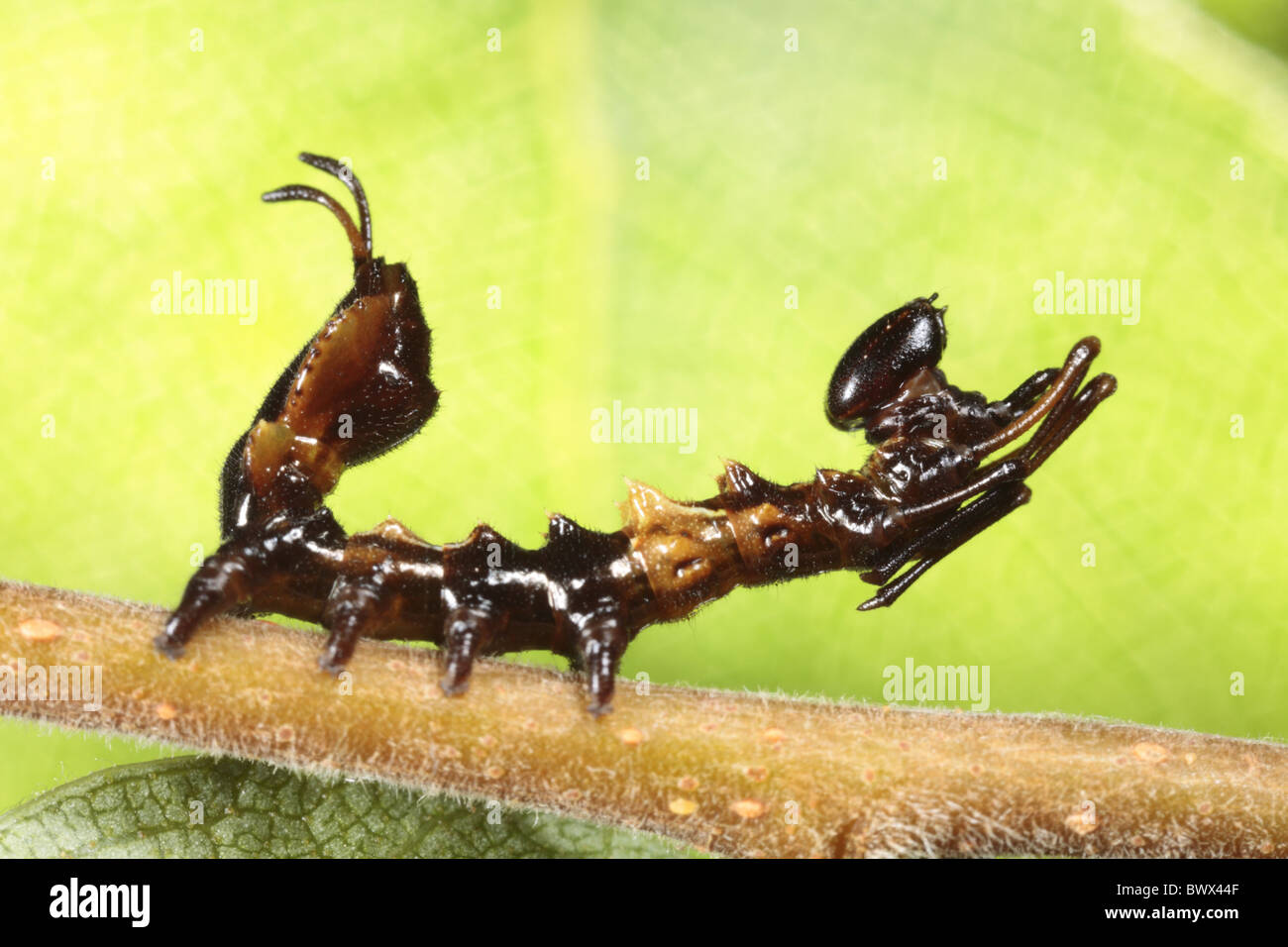 Stauropus fagi lobster insect bug nature natural wild wildlife ...