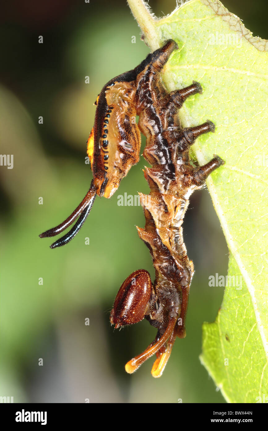 Stauropus fagi lobster insect bug nature natural wild wildlife ...