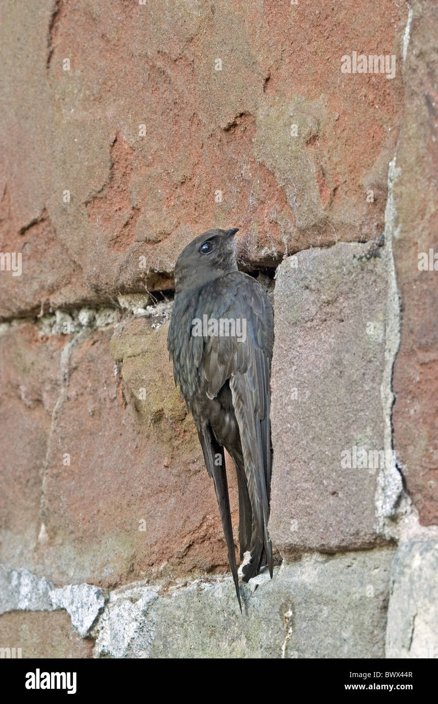 Common Swift (Apus apus) adult, clinging to church wall near nest ...