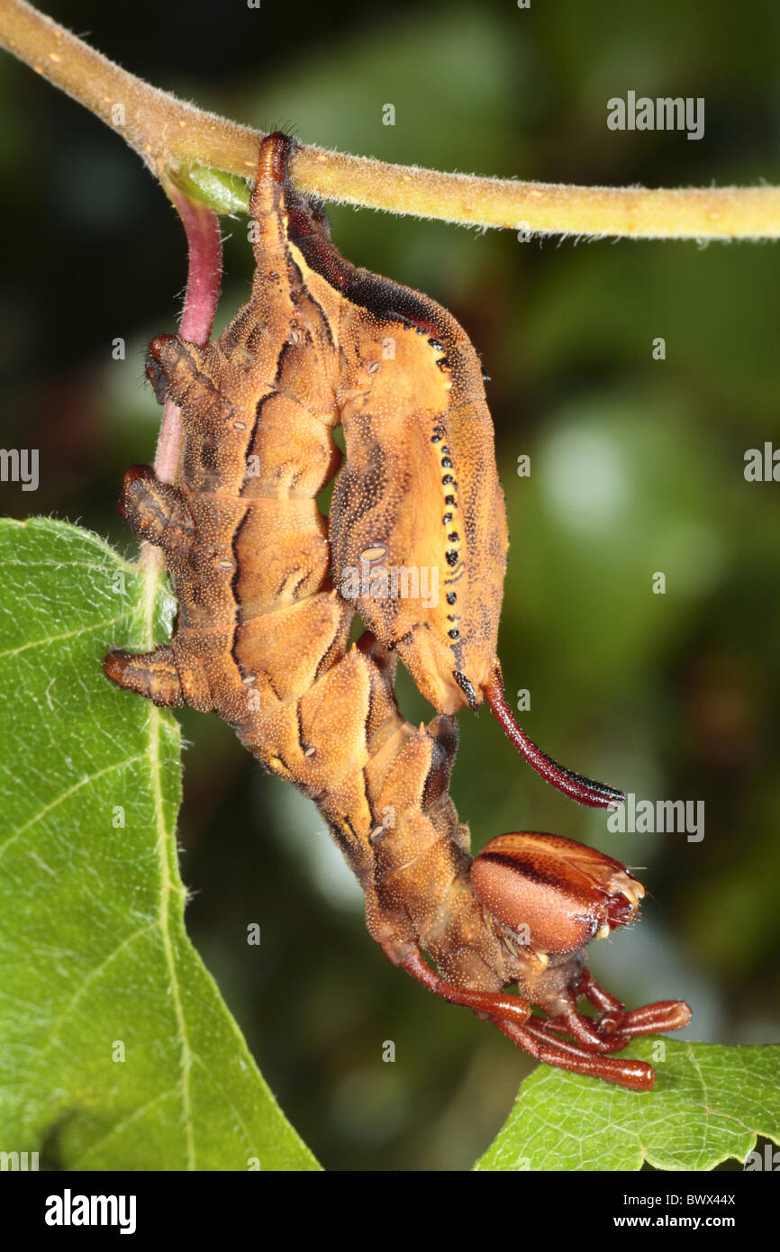 Lobster moth stauropus fagi caterpillar hi-res stock photography and ...