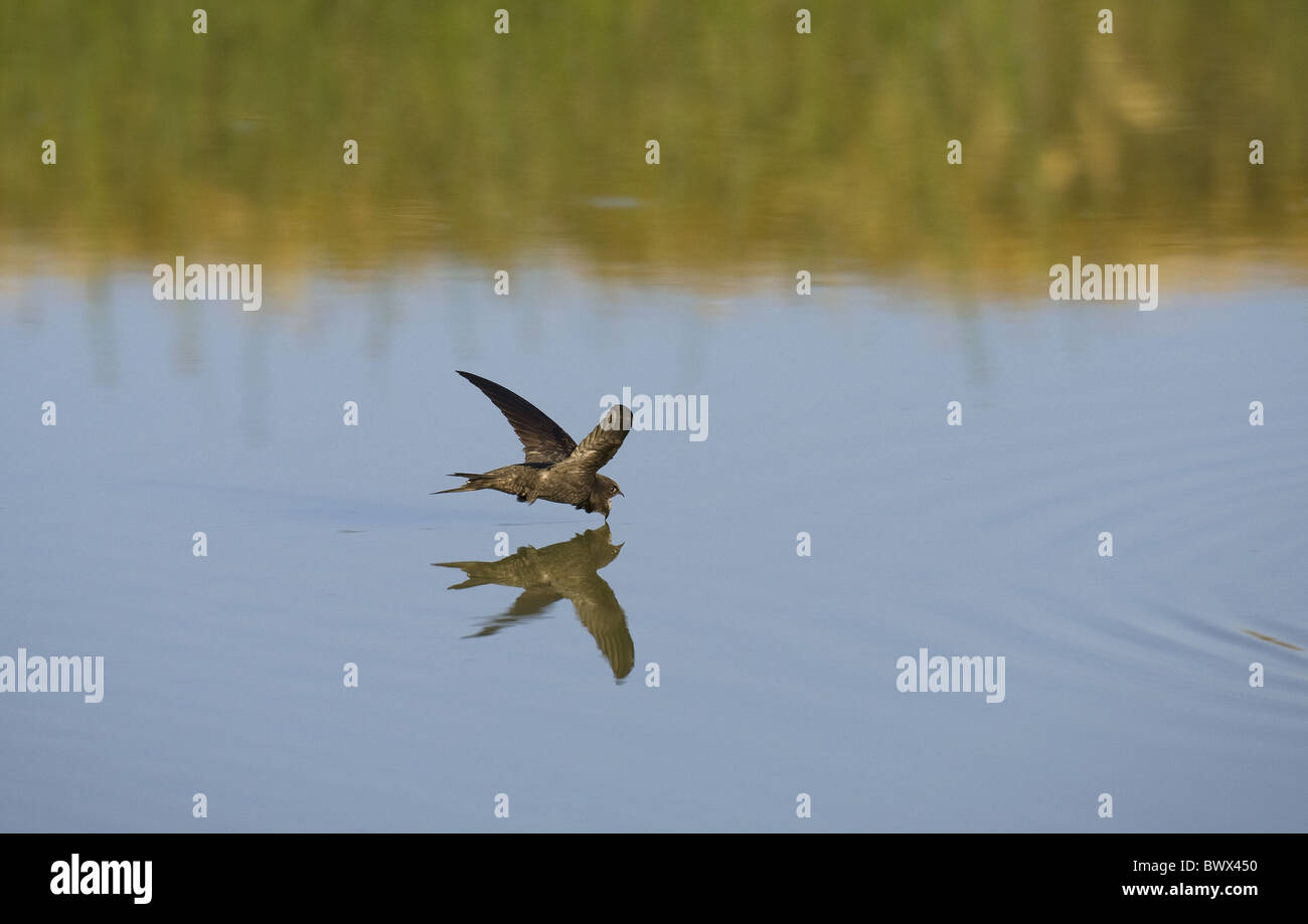 Common swift apus hi-res stock photography and images - Alamy