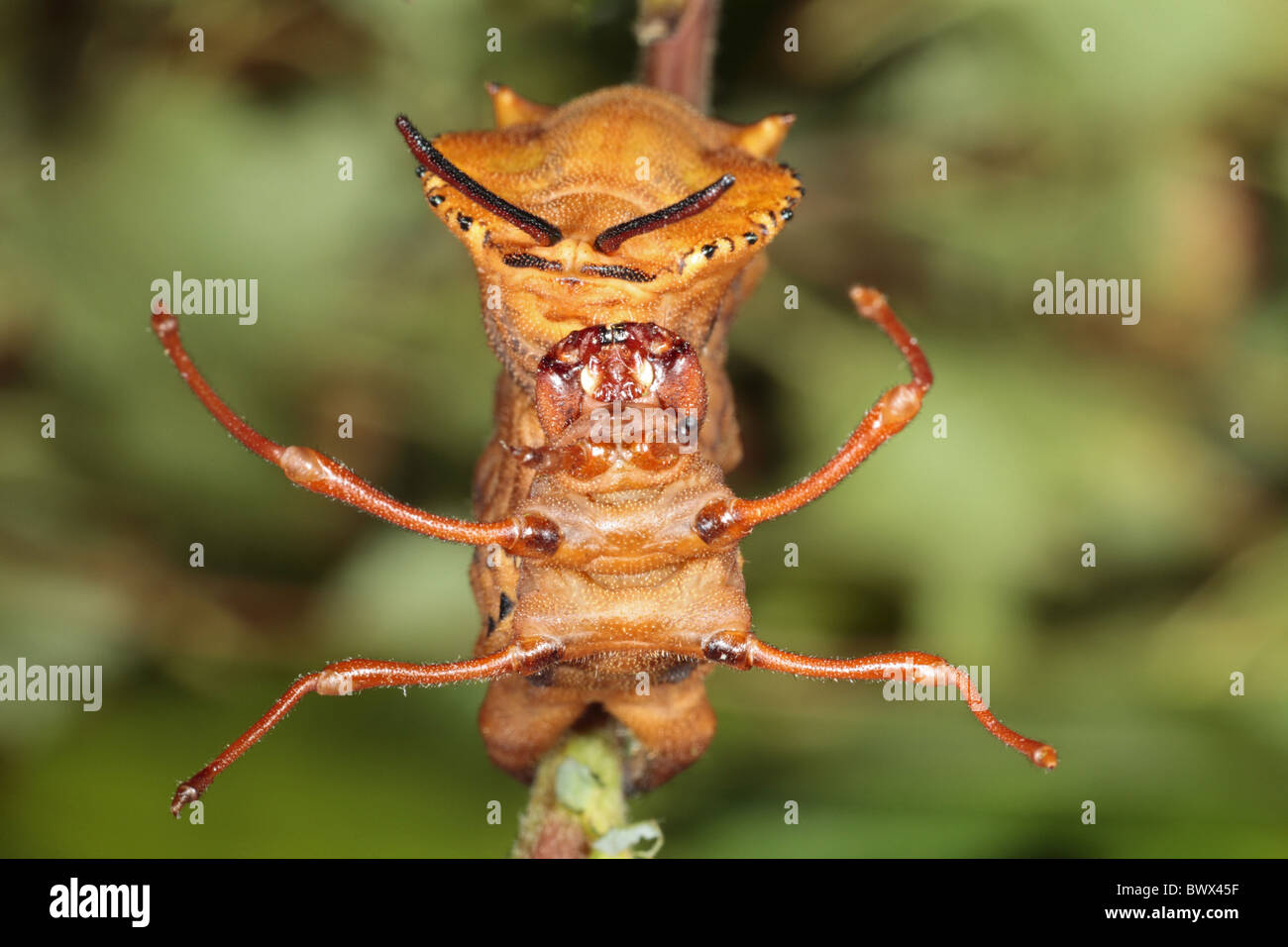 Stauropus fagi lobster insect bug nature natural wild wildlife ...