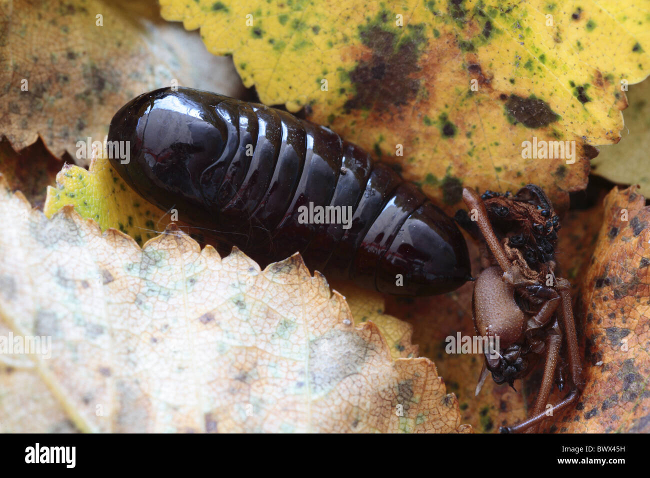 Stauropus fagi lobster insect bug nature natural wild wildlife ...