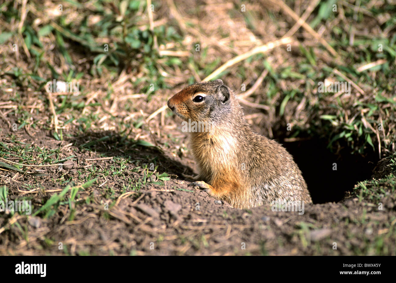 North American Gopher