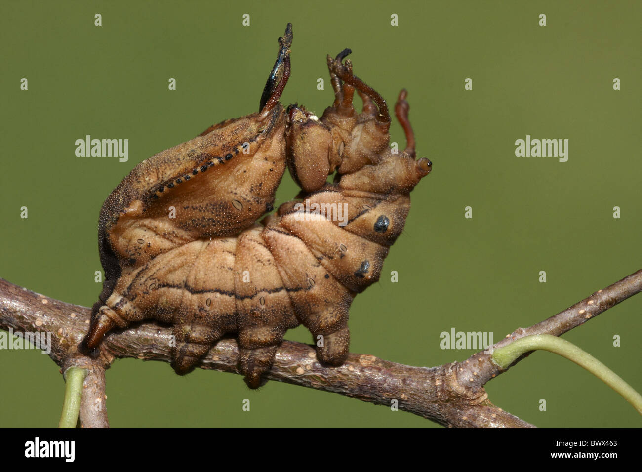 animal animals moth moths lepidoptera insect insects invertebrate ...