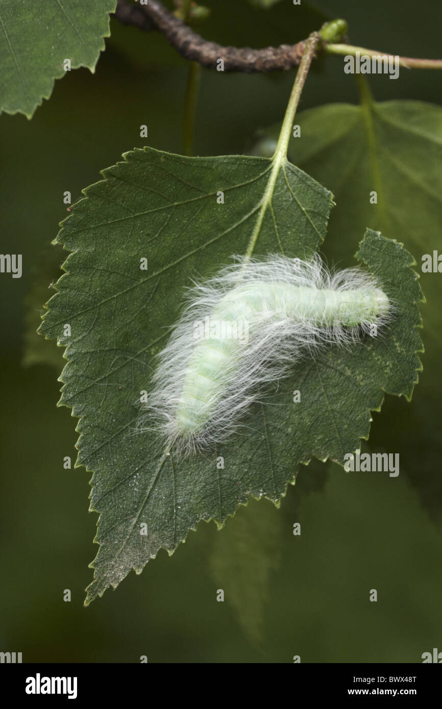 animal animals moth moths lepidoptera insect insects invertebrate ...