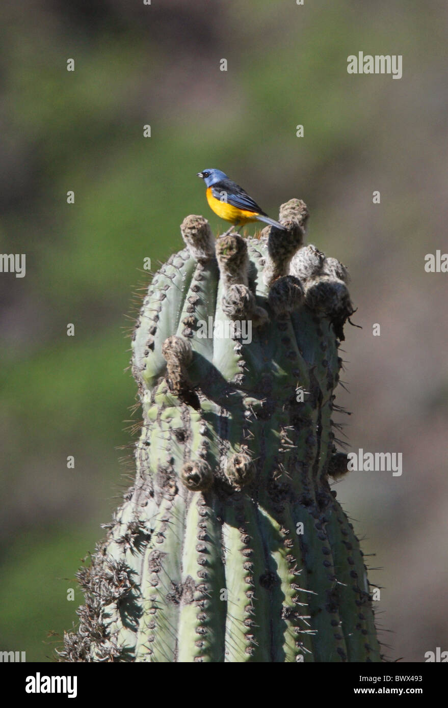 Blue-and-yellow Tanager (Thraupis bonariensis) adult male, standing on ...