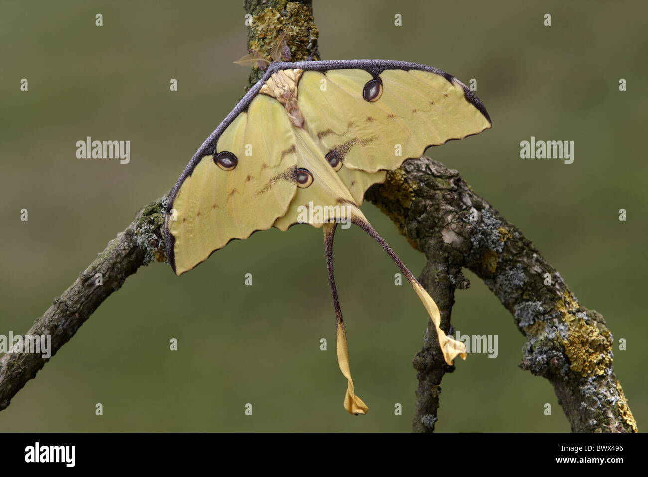 Arthropod Insects Invertabrae