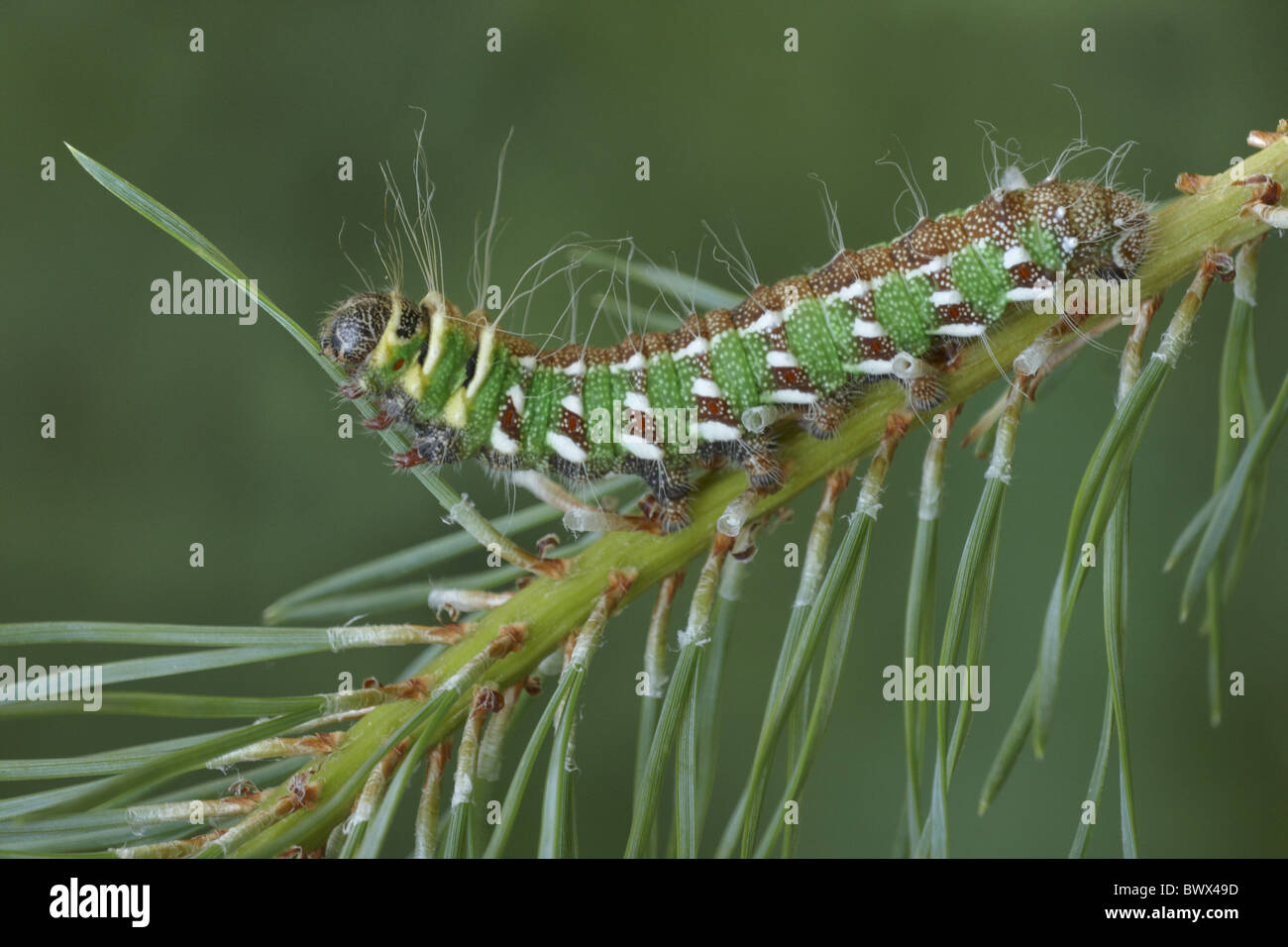 Spanish Moon Moth Caterpillar