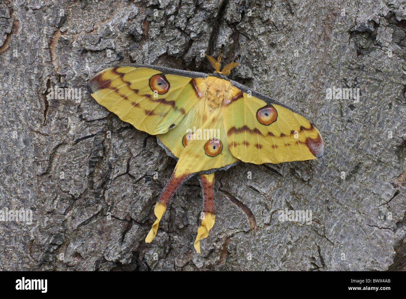 animal animals insect insects invertebrate invertebrates arthropod ...