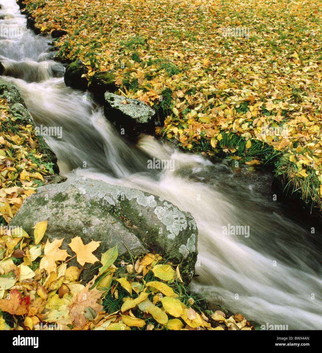 Creek brook autumn sheets meadow foliage water flowing ground bottom ...