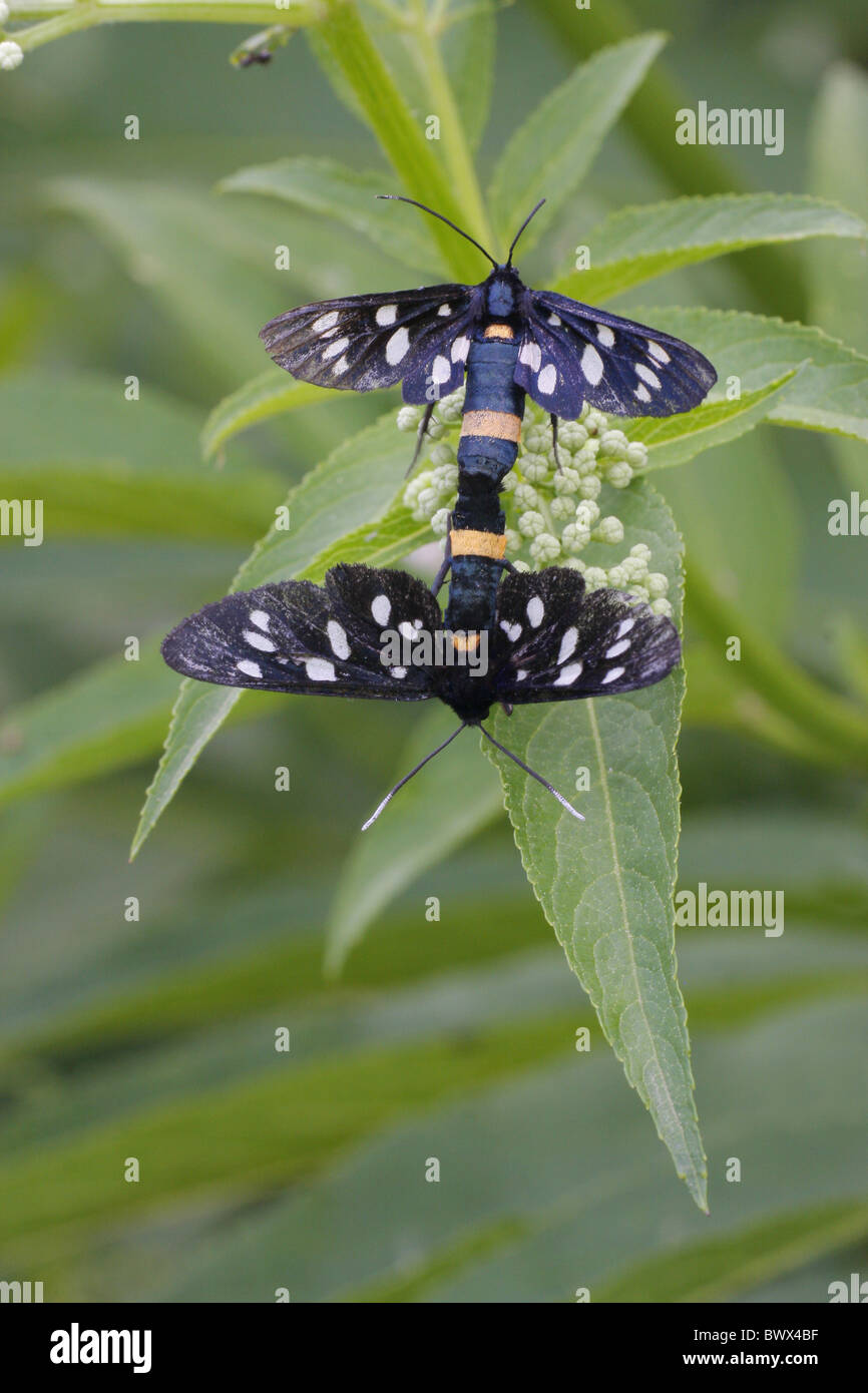 Nine-spotted Moth Amata phegea adult pair mating Stock Photo - Alamy