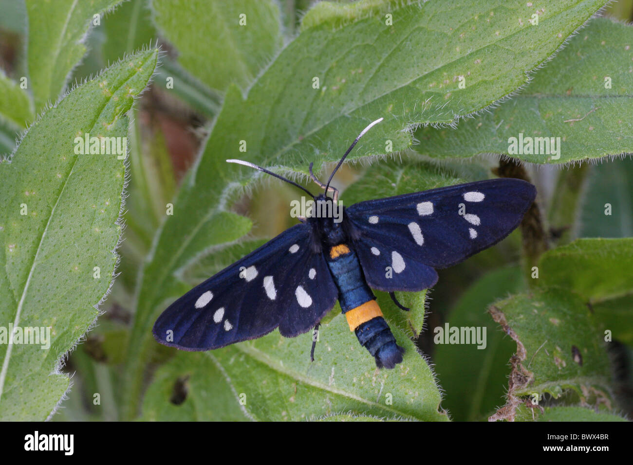Nine-spotted Moth Amata phegea adult resting leaf Stock Photo - Alamy