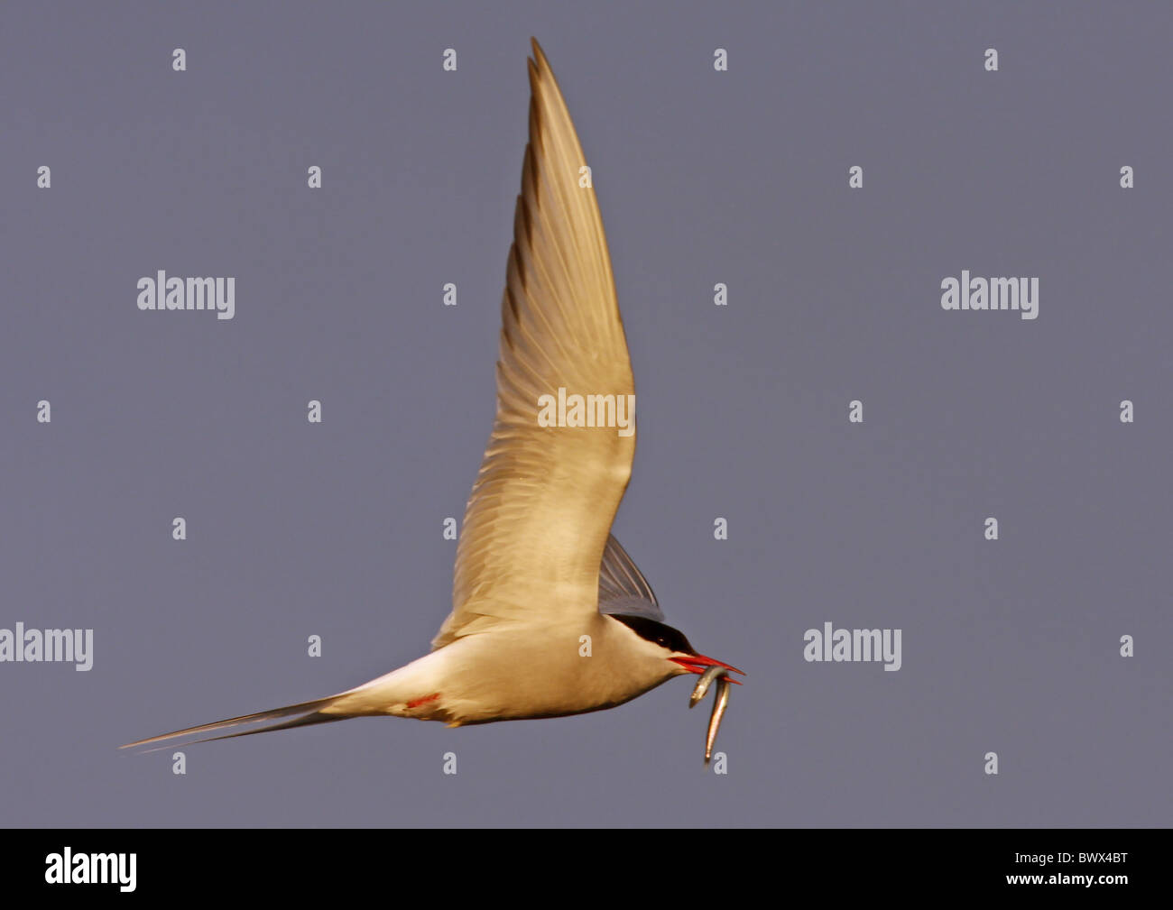 Arctic Tern (Sterna paradisea) adult, in flight, with Lesser Sand-eel ...