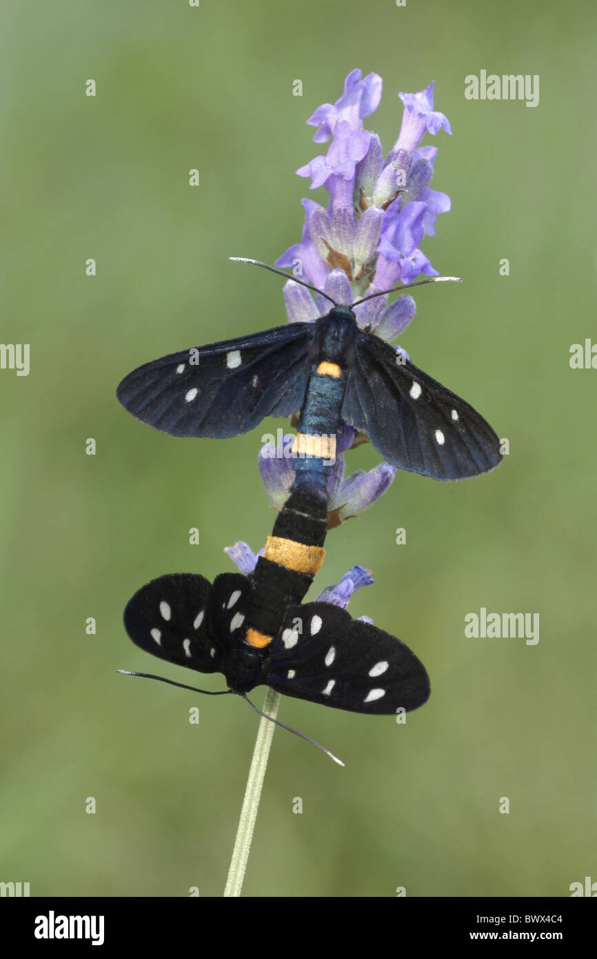 Nine insects hi-res stock photography and images - Alamy