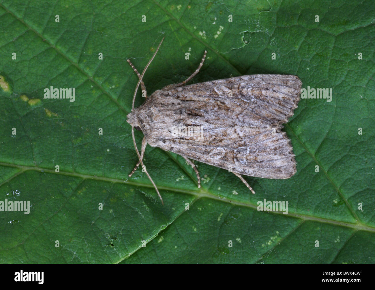 animal animals moth moths lepidoptera insect insects invertebrate ...