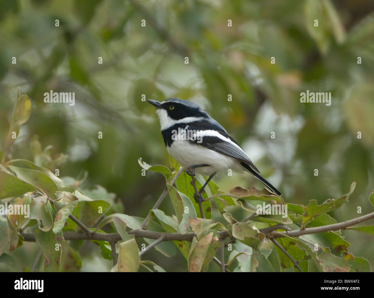 Chinspot Batis Batis molitor Kruger National Park South Africa Stock ...