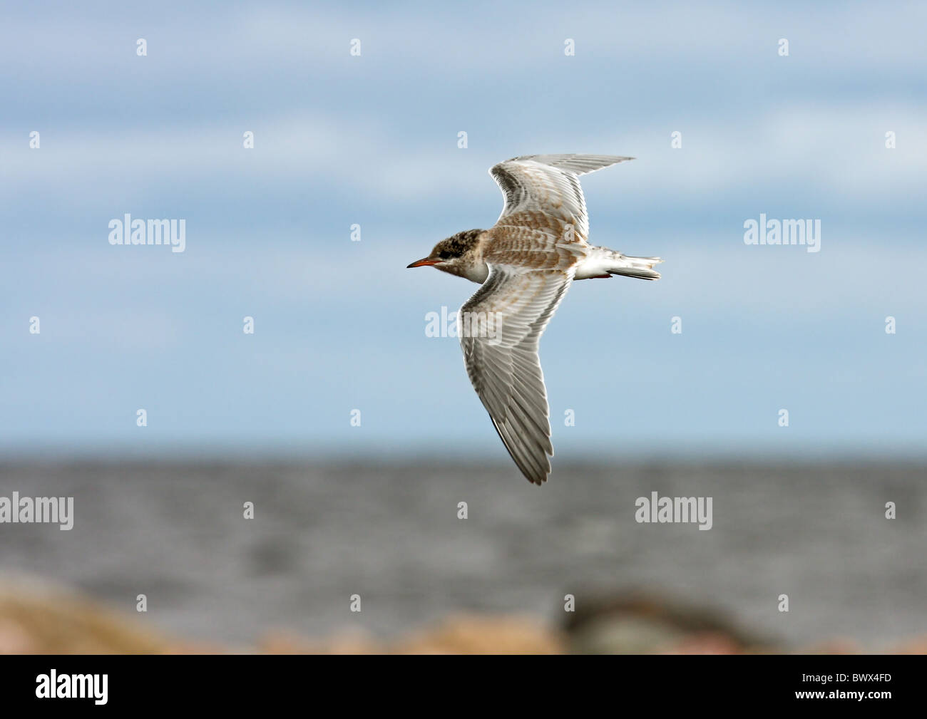 Common Tern (Sterna hirundo) newly fledged juvenile, in flight, Finland ...