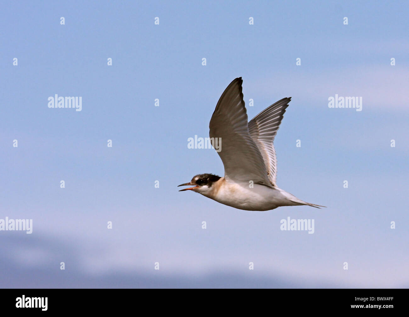 Common Tern (Sterna hirundo) newly fledged juvenile, in flight, calling ...