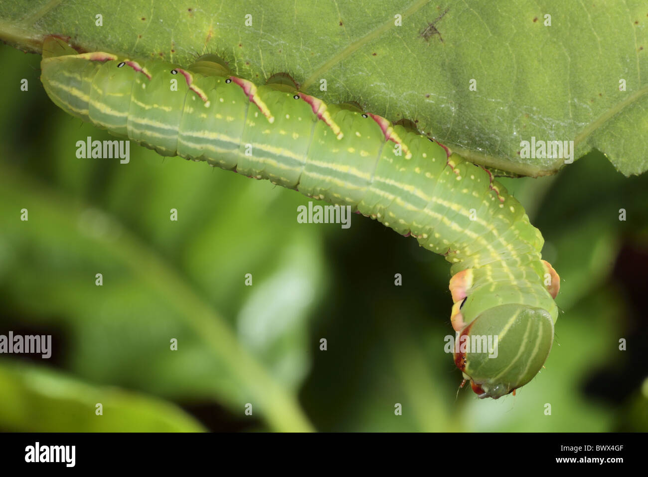 Great Prominent Peridea anceps insect bug nature natural wild wildlife ...