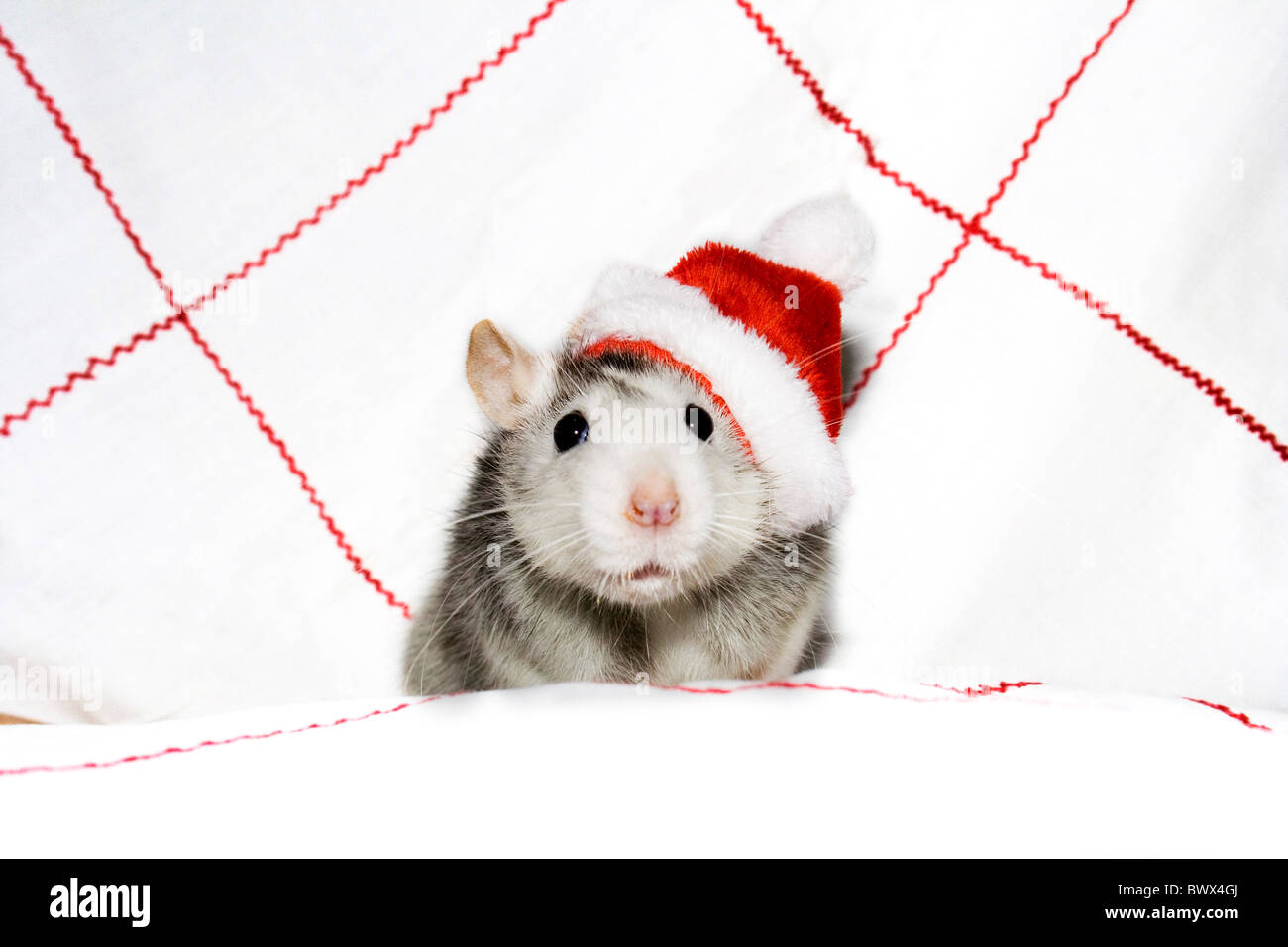 the christmas rat Stock Photo - Alamy