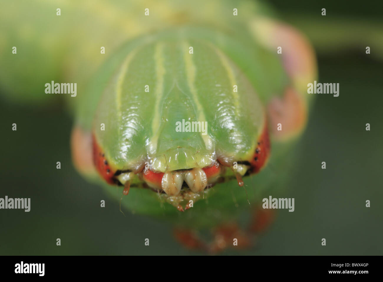 Great Prominent Peridea anceps insect bug nature natural wild wildlife ...