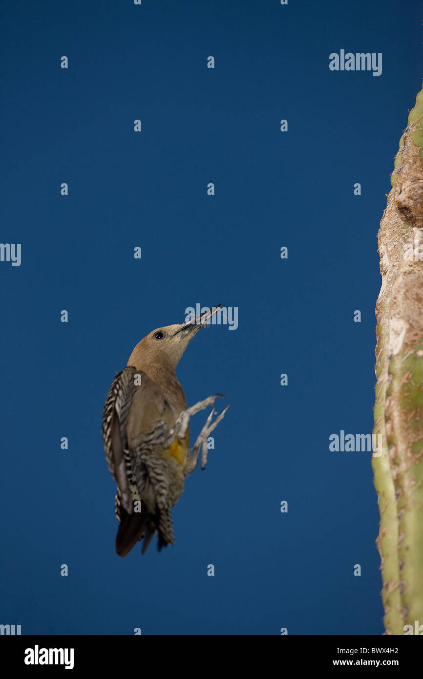 Gila Woodpecker (Melanerpes uropygialis) - Emerging from nest in ...