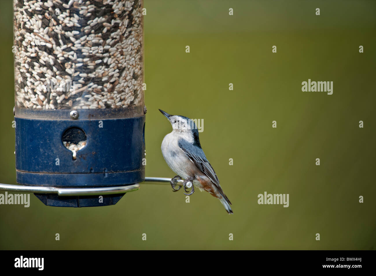 Eastern nuthatch hi-res stock photography and images - Alamy