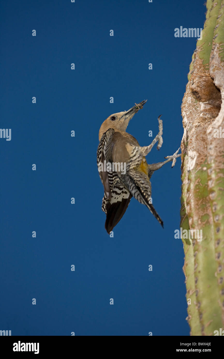 Gila Woodpecker (Melanerpes uropygialis) - Emerging from nest in ...
