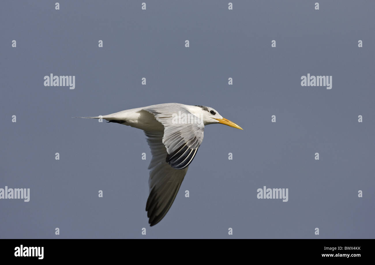 Royal Tern (Sterna maxima) adult, winter plumage, in flight, Senegal ...