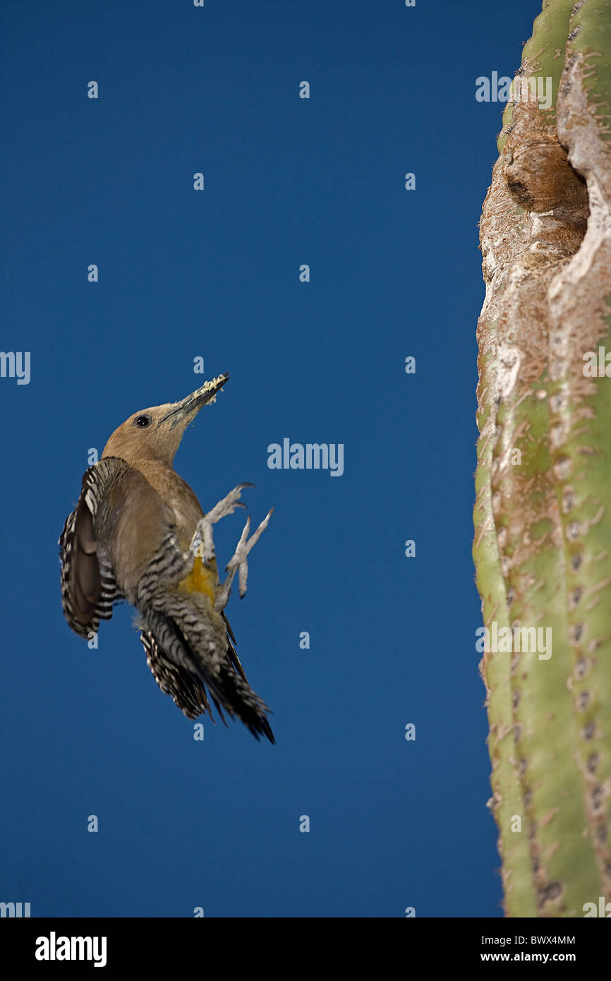 Gila Woodpecker (Melanerpes uropygialis) - Emerging from nest in ...