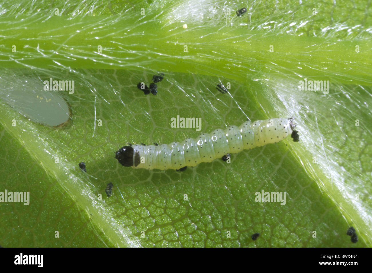 Orthosia cerasi common quaker larva larvae caterpillar insect bug ...