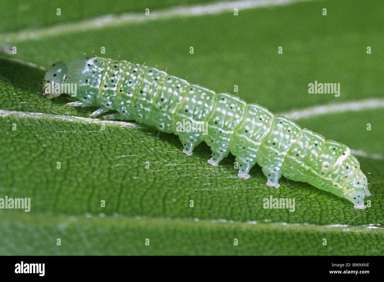 Orthosia cerasi common quaker larva larvae caterpillar insect bug ...