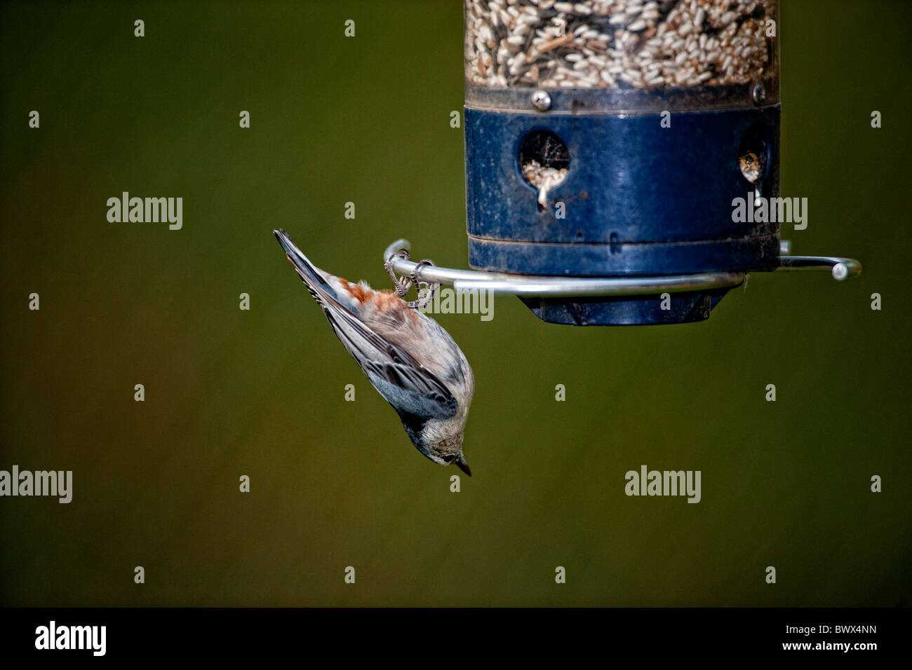Eastern nuthatch hi-res stock photography and images - Alamy