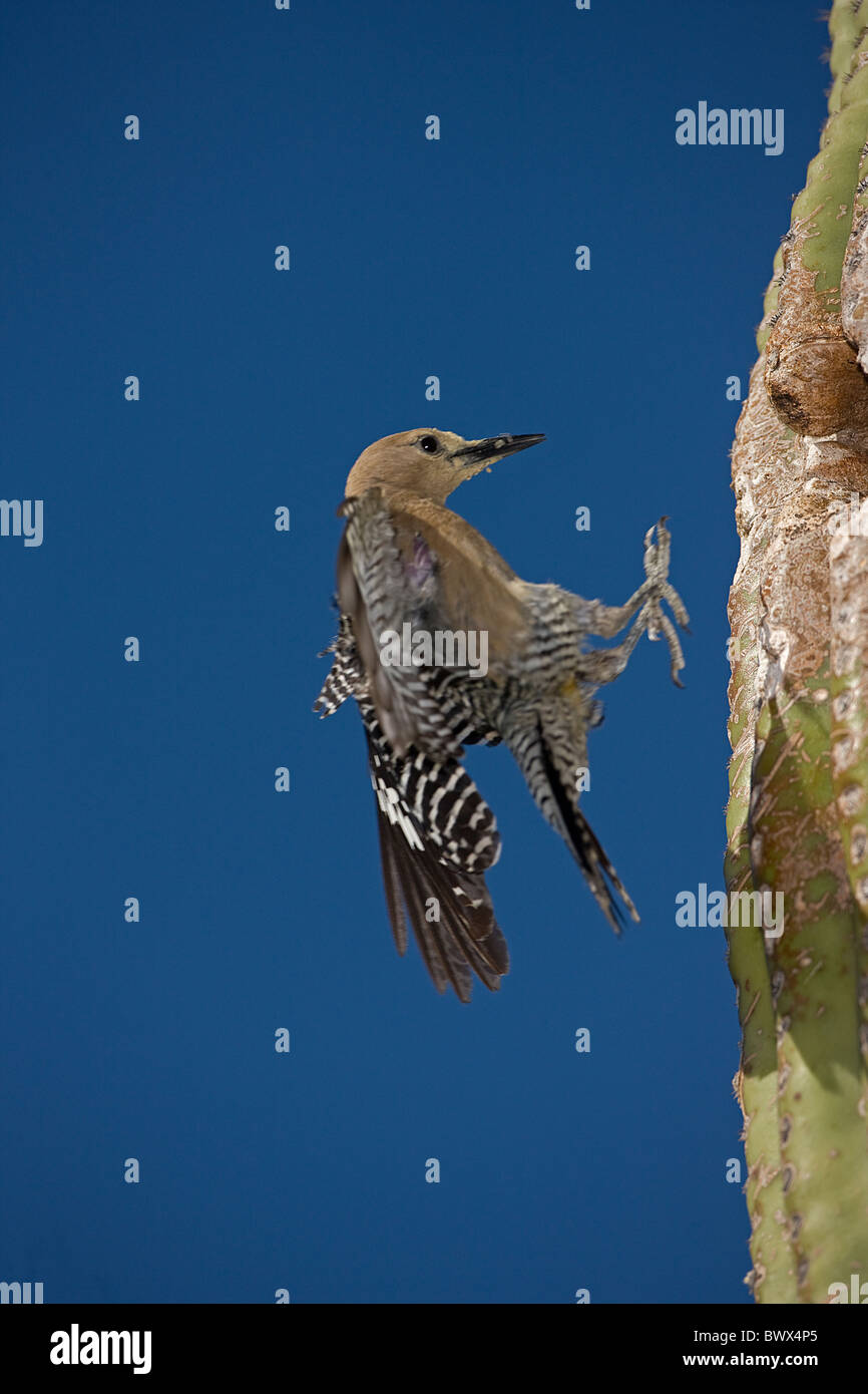 Gila Woodpecker (Melanerpes uropygialis) - Emerging from nest in ...