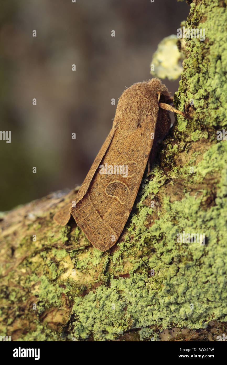Common quaker orthosia cerasi hi-res stock photography and images - Alamy