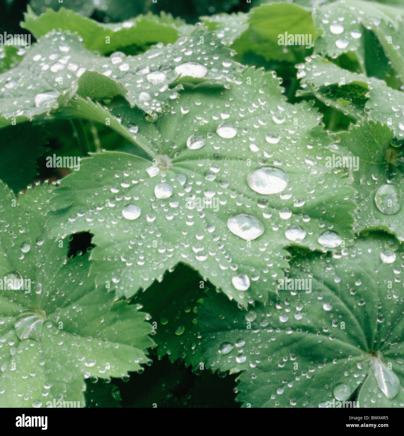 leaves Close Up close thick drop dark green large rope dew littered ...