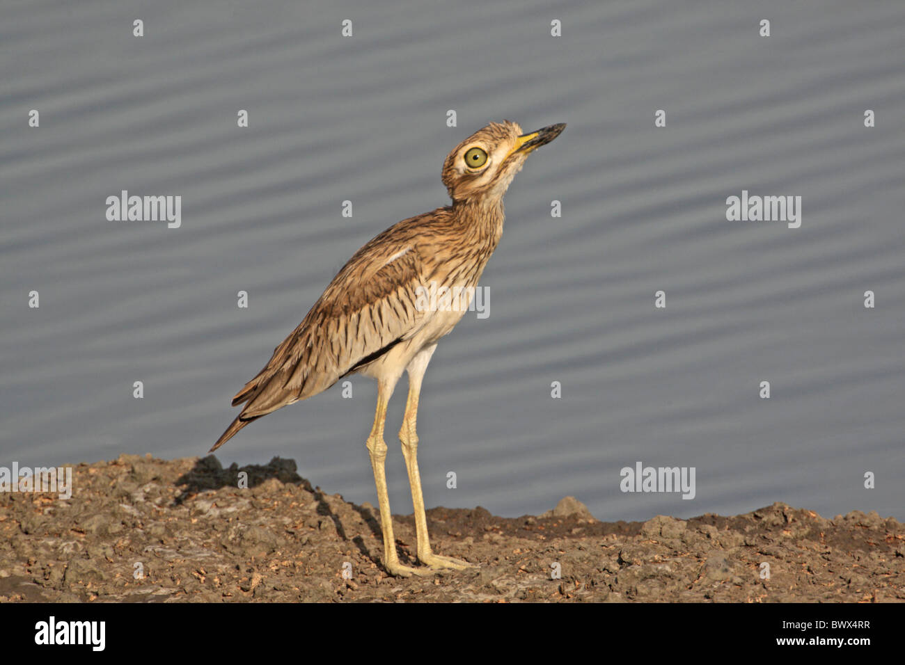 Burhinus senegalensis bird hi-res stock photography and images - Alamy