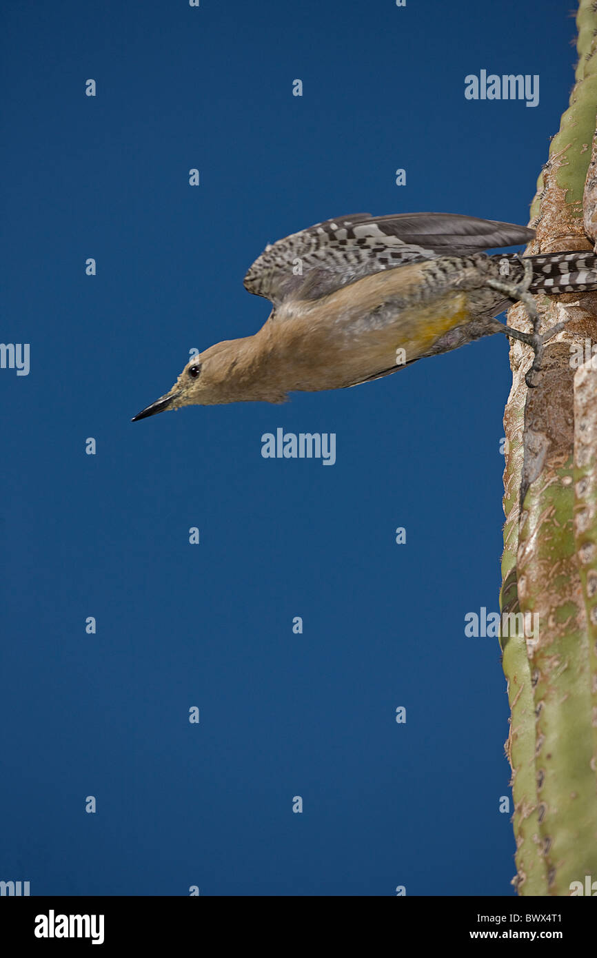 Gila Woodpecker (Melanerpes uropygialis) - Emerging from nest in ...