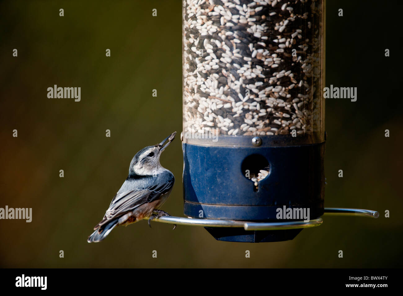 Eastern nuthatch hi-res stock photography and images - Alamy