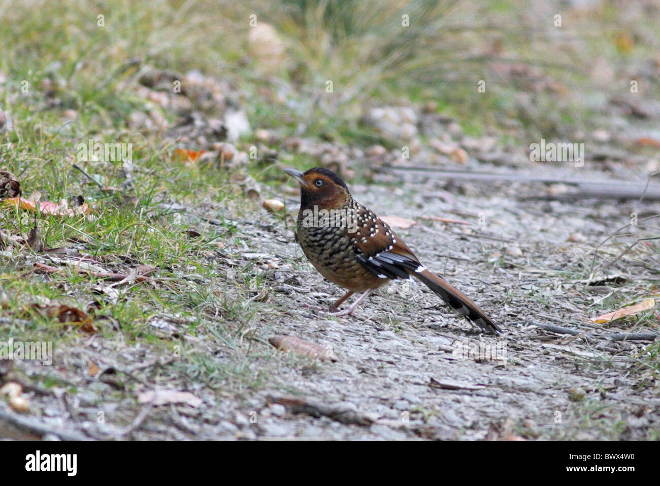 Spotted Laughingthrush (Garrulax ocellatus) adult, standing on ground ...