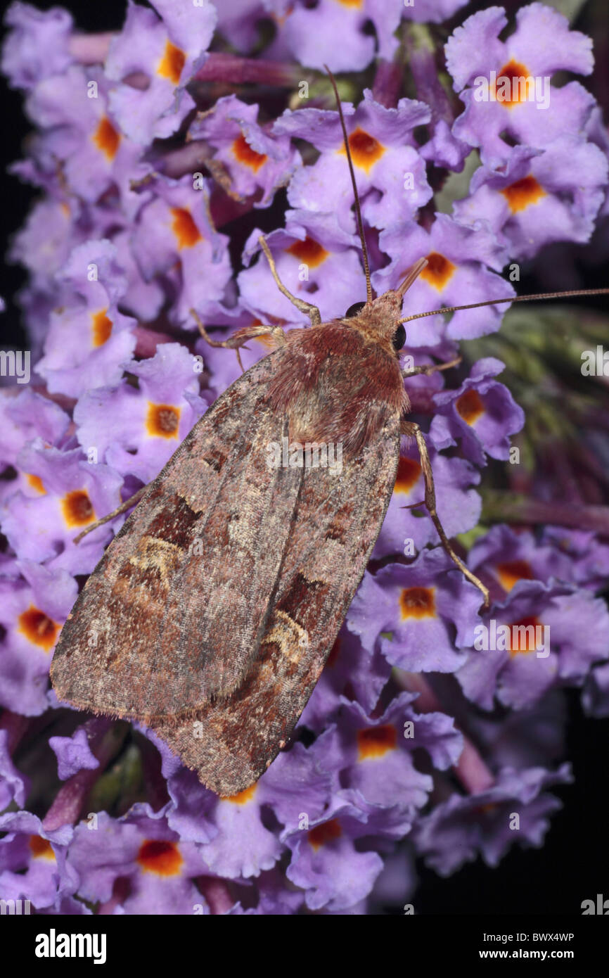 Square-spot Rustic Moth (Xestia xanthographa) adult, feeding on ...
