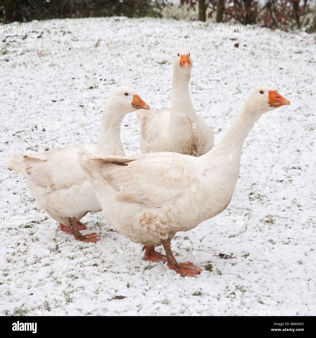 White domestic Embden geese or Bremen goose, In the snow , Hampshire ...