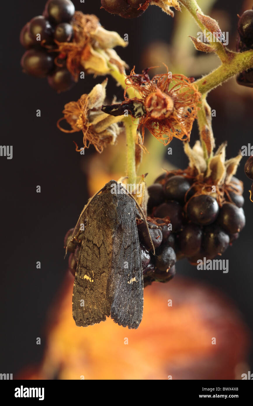 Black Rustic Aporophyla nigra insect bug nature natural wild wildlife ...