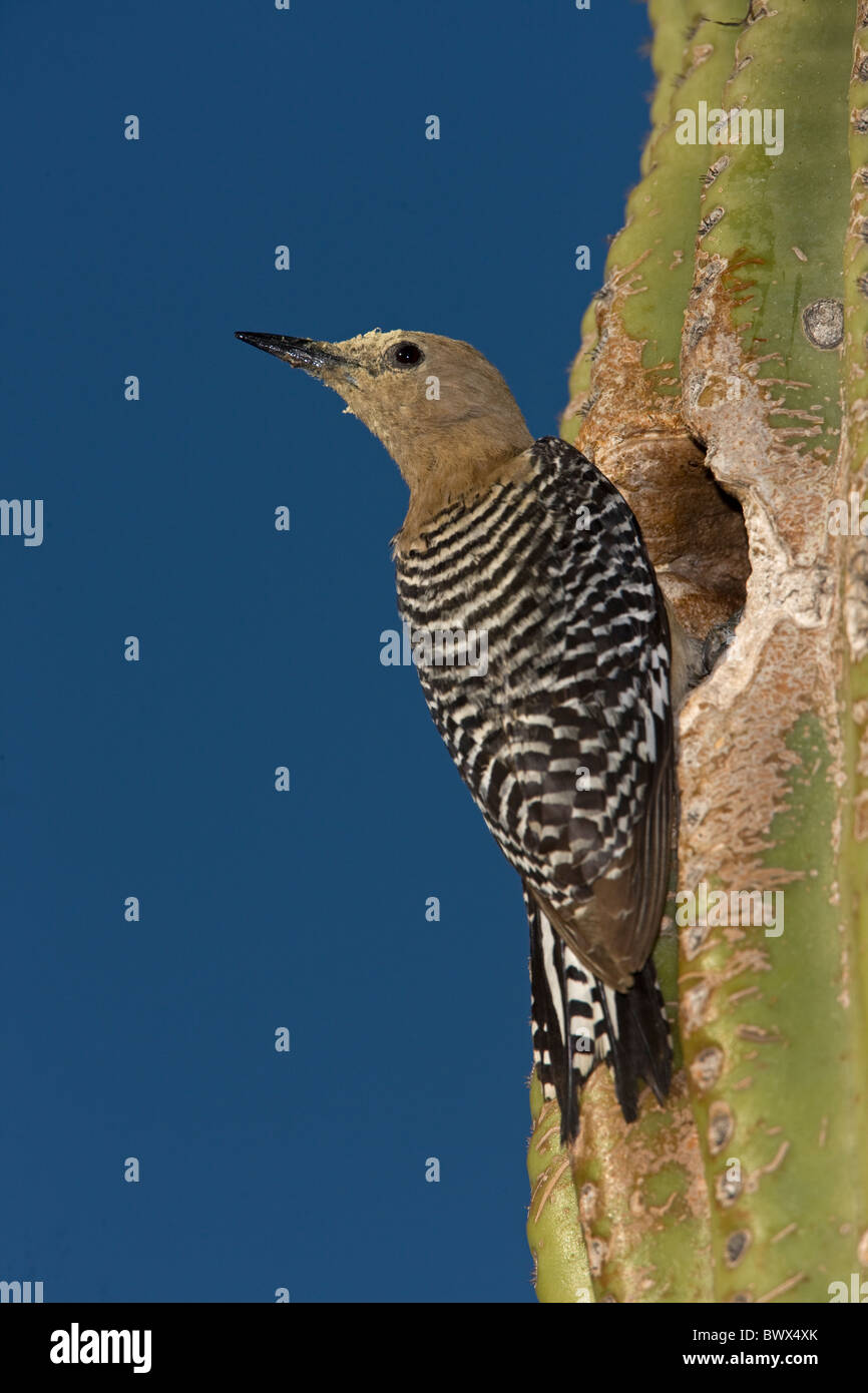 Gila Woodpecker (Melanerpes uropygialis) - Emerging from nest in ...
